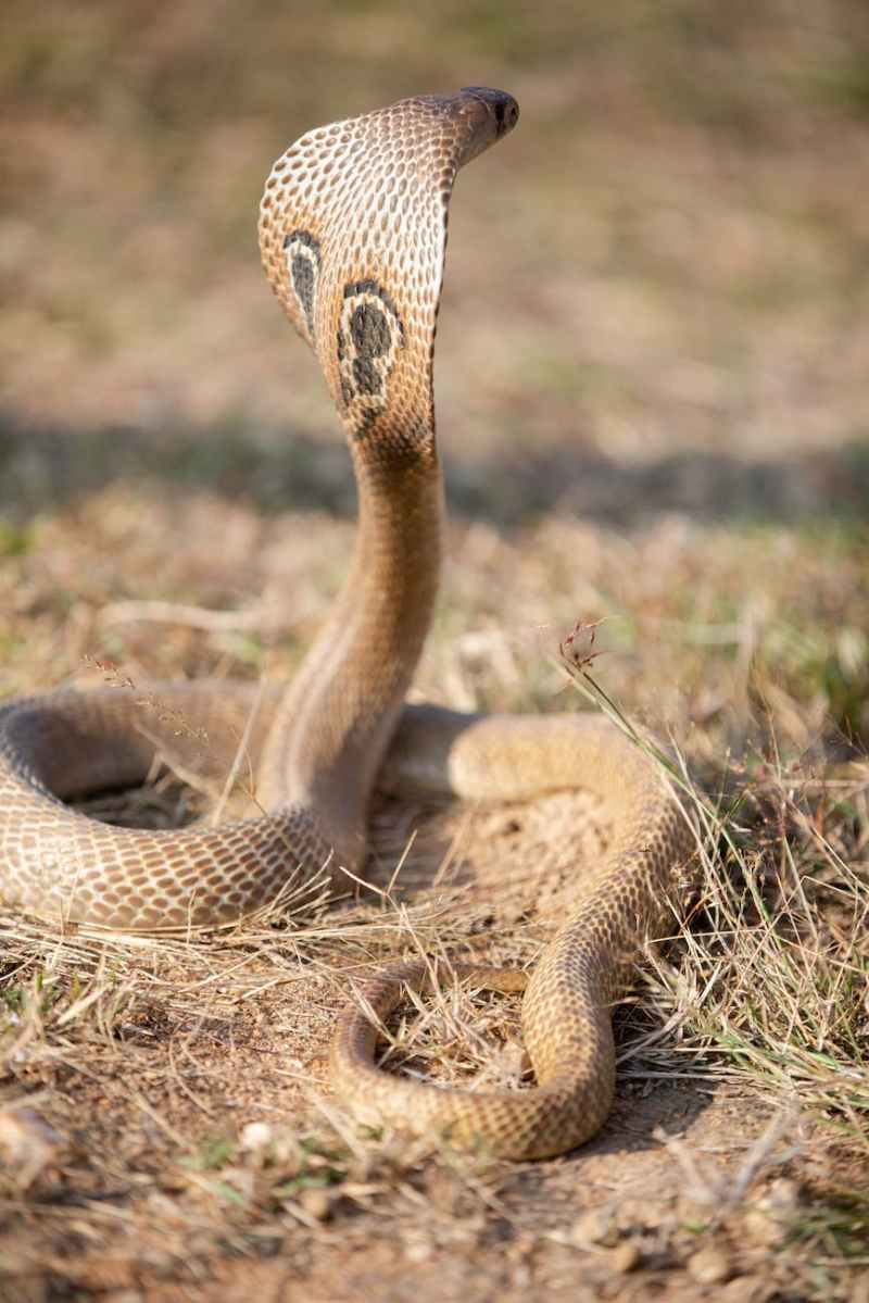 The Death of the Snake King… – The Preacher's Desk